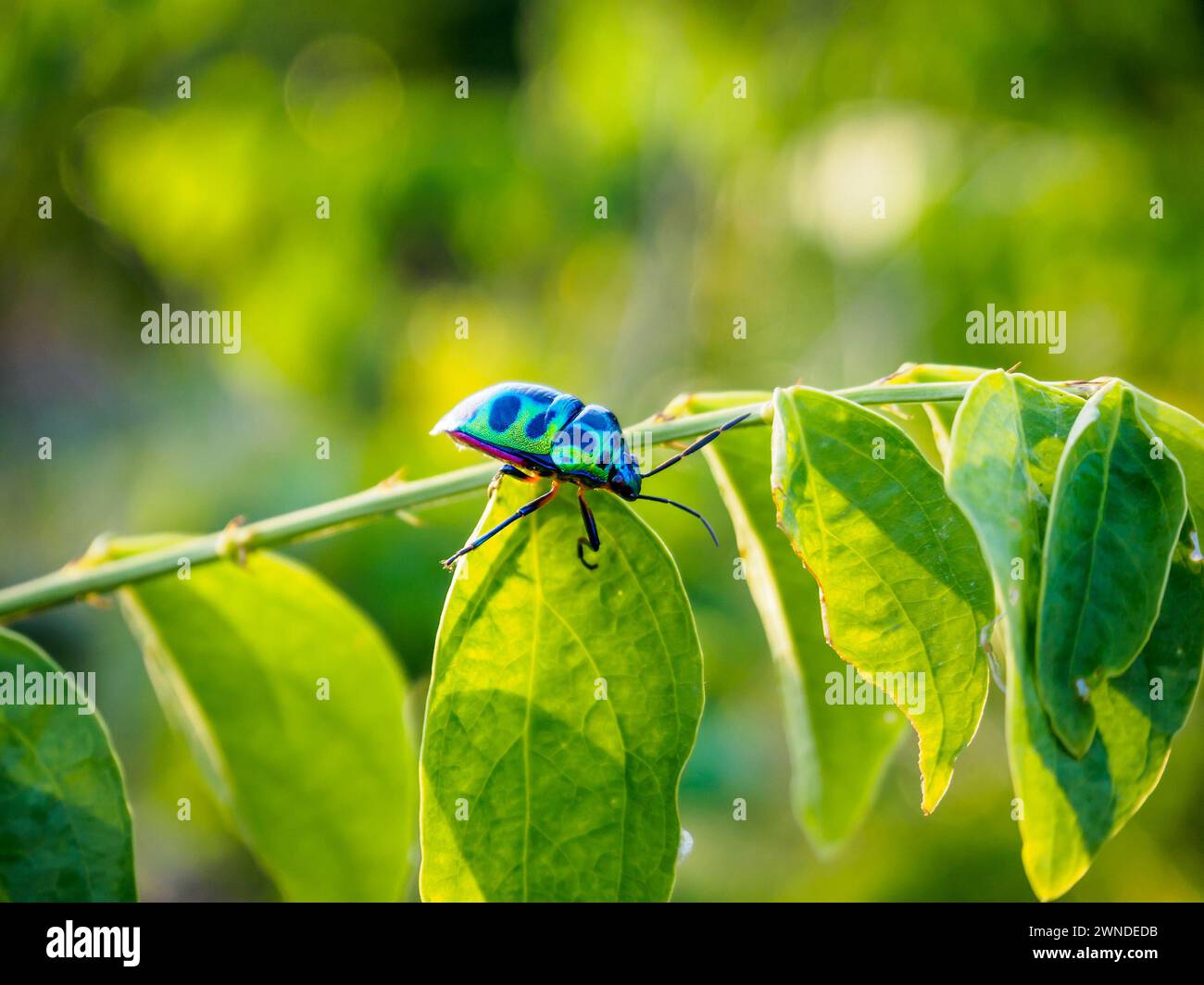 Jewel beetle wings hi-res stock photography and images - Alamy