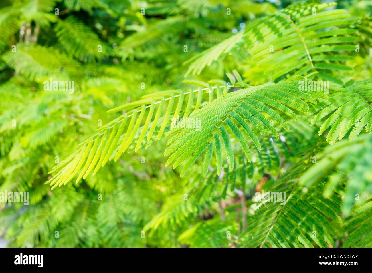 Cha-om or Acacia Pennata or Climbing Wattle green leaves vegetable ...