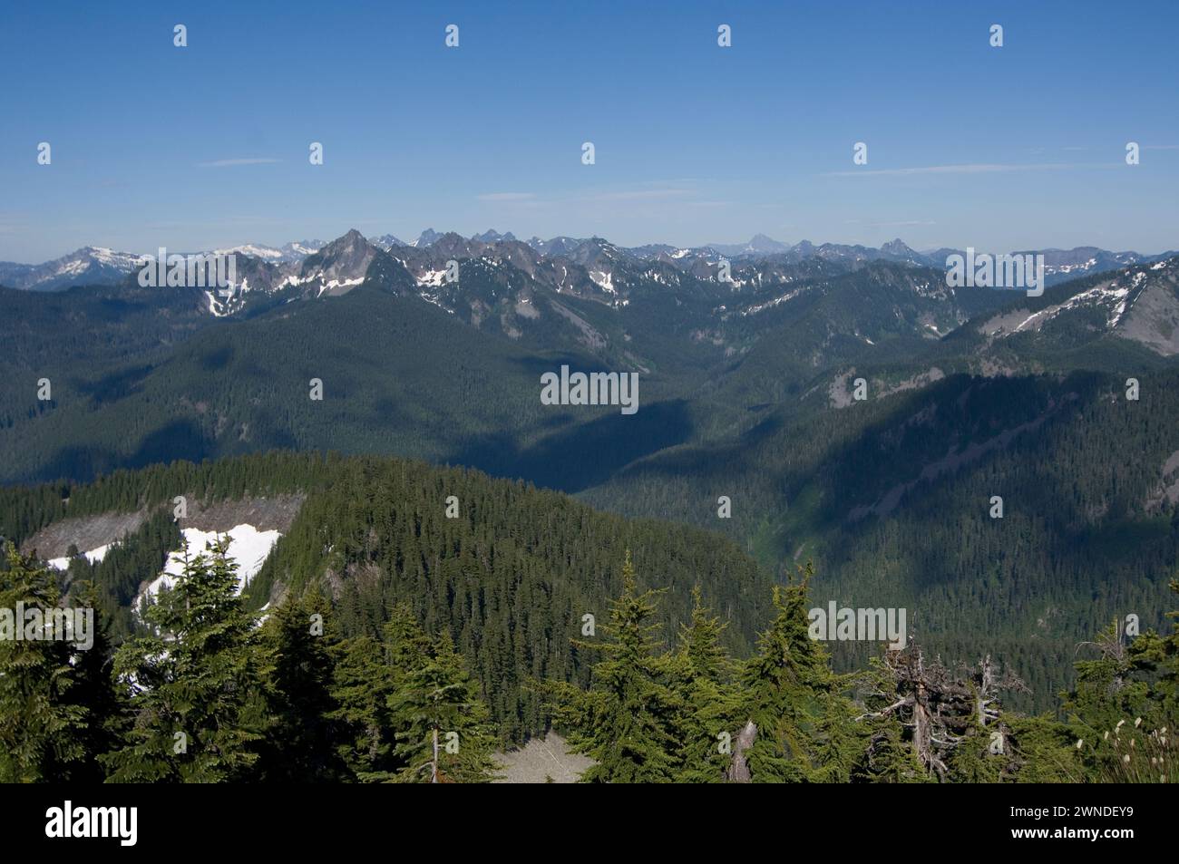 Mt Defiance and Cascade range Davidson's penstemon Penstemon davidsonii ...