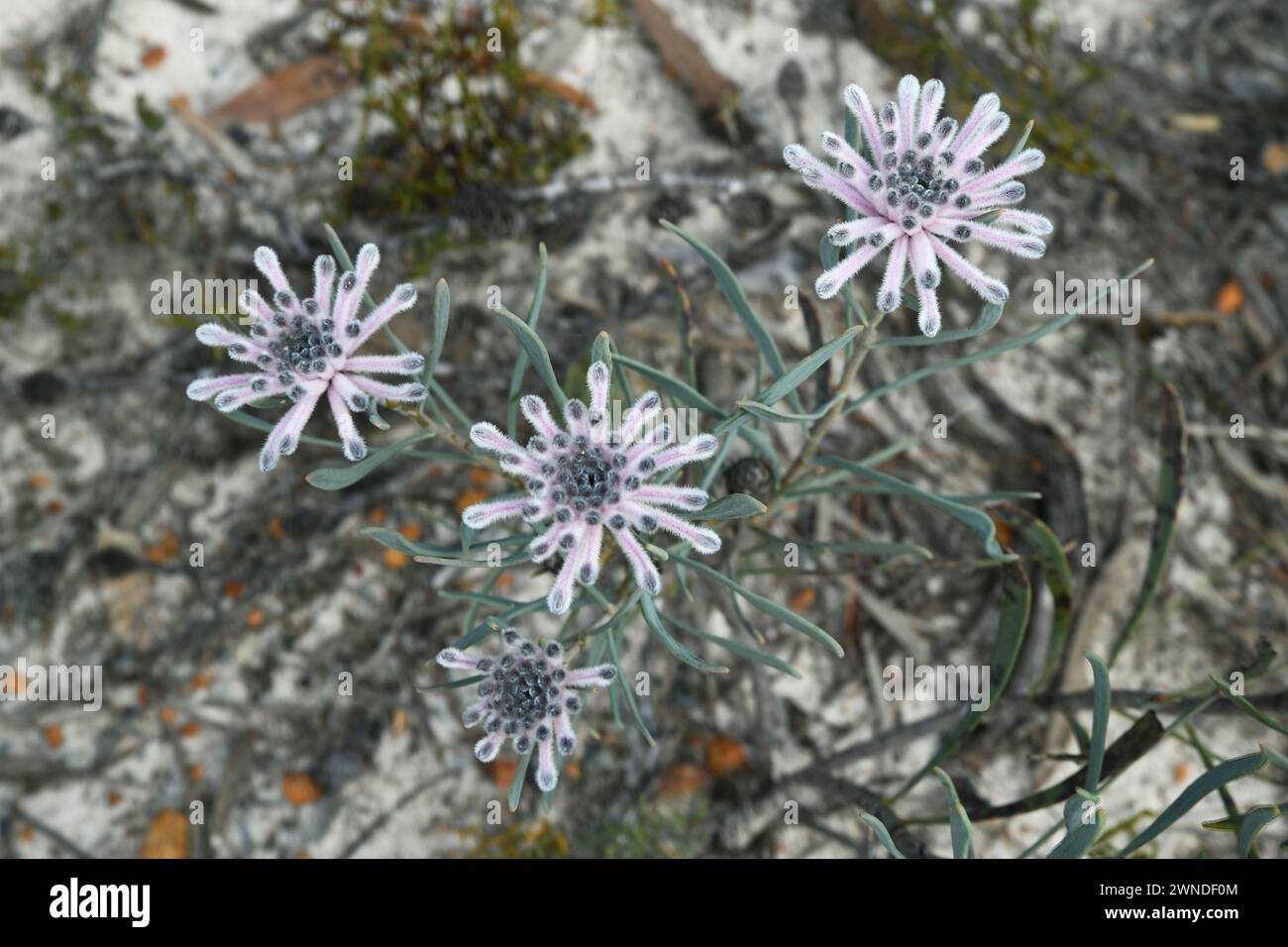 Spider observation hi-res stock photography and images - Alamy
