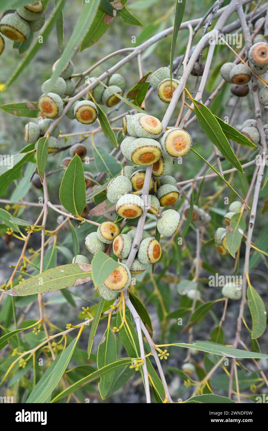 Eucalyptus tree laden with fruit Stock Photo - Alamy