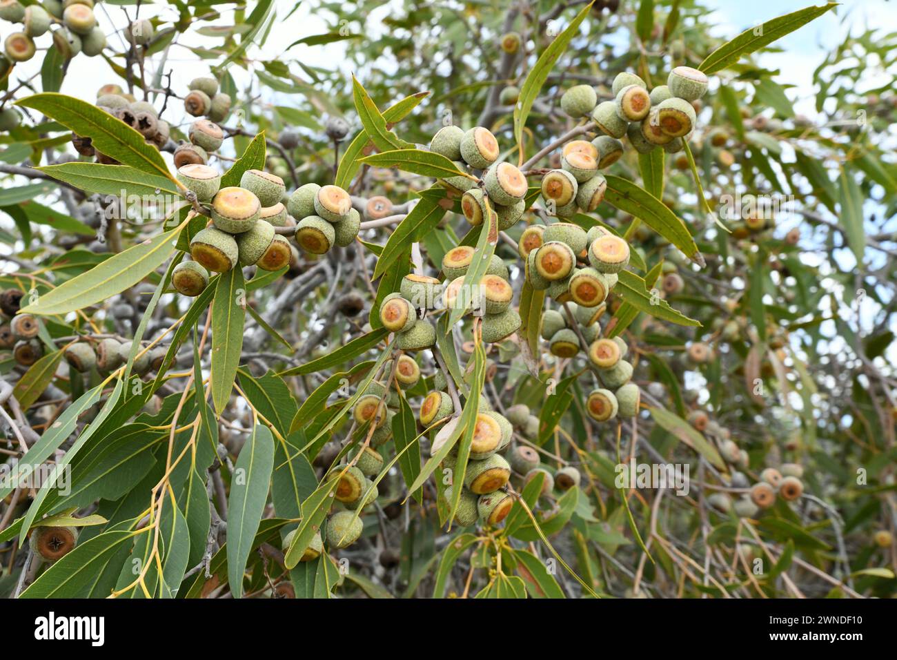Eucalyptus tree laden with fruit Stock Photo - Alamy