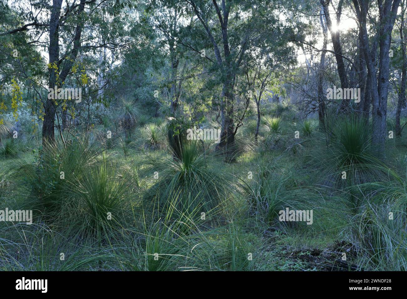 Yanchep national park hi-res stock photography and images - Alamy