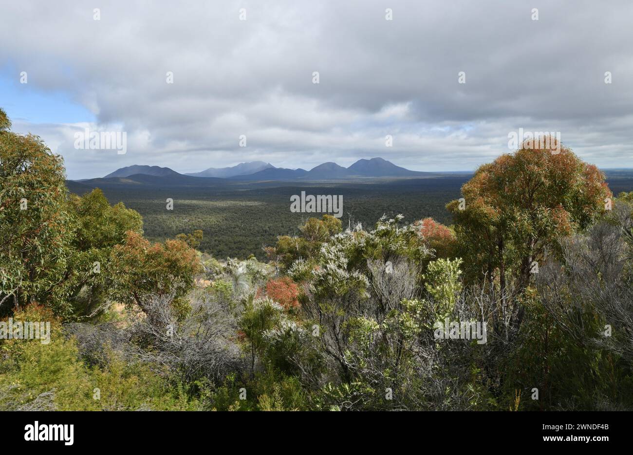 Lush vegetation in Stirling Range National Park, WA Stock Photo - Alamy