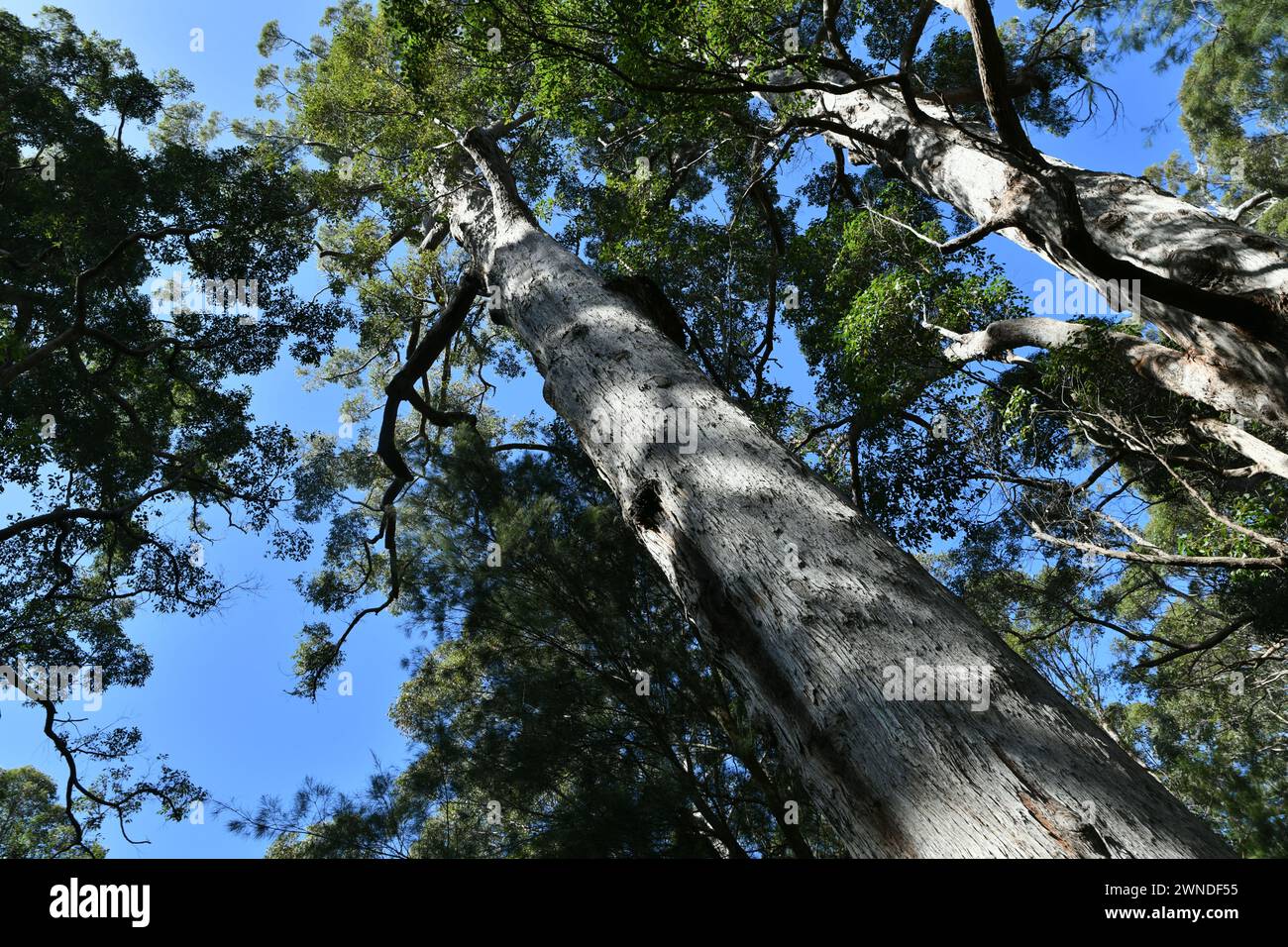 Tingle trees walpole forest hi-res stock photography and images - Alamy