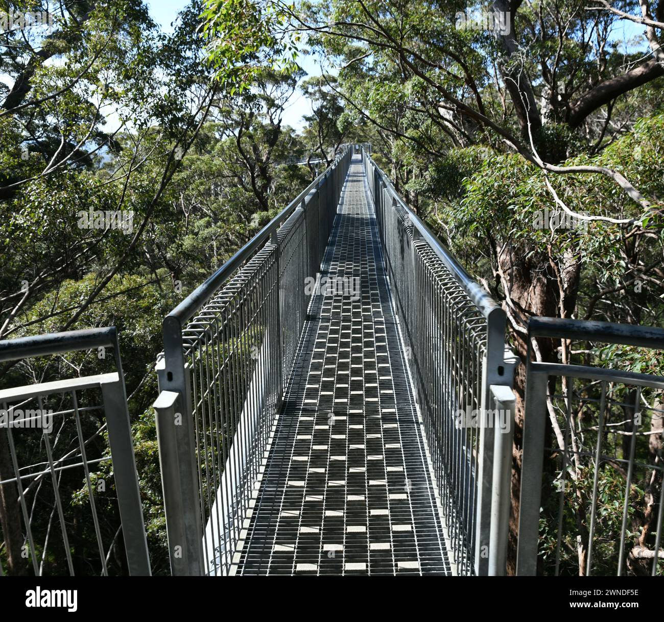 The 600-meter Tree Top Walk in the Valley of the Giants is an iconic ...