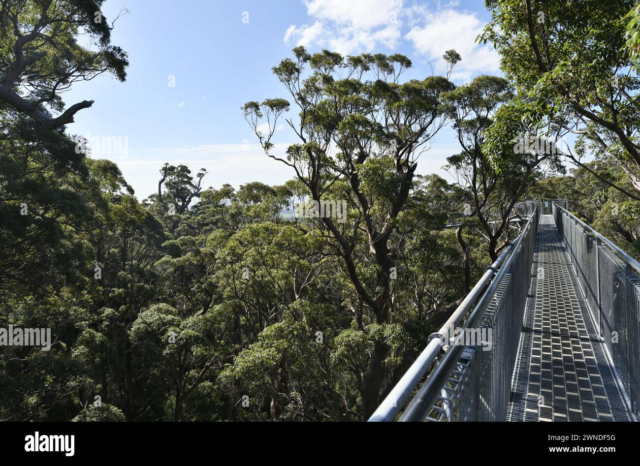 The 600-meter Tree Top Walk in the Valley of the Giants is an iconic ...