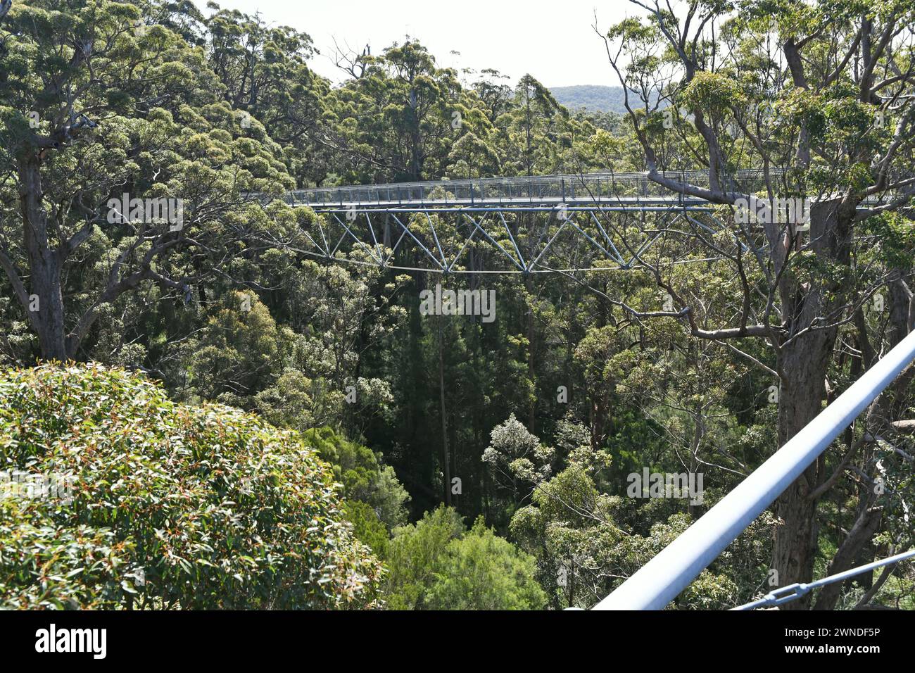 The 600-meter Tree Top Walk in the Valley of the Giants is an iconic ...