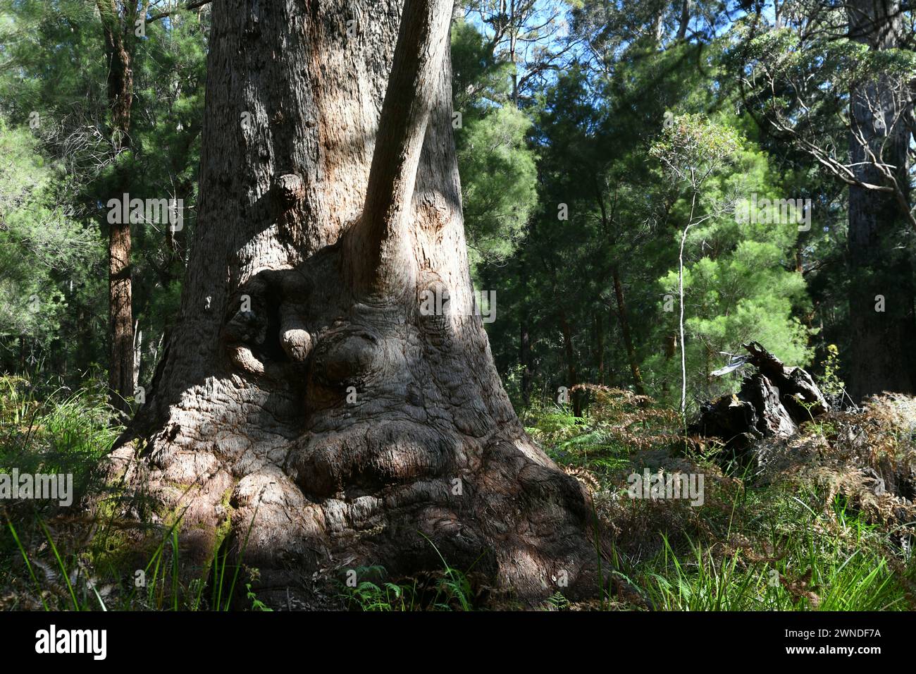 Tingle tree hi-res stock photography and images - Alamy