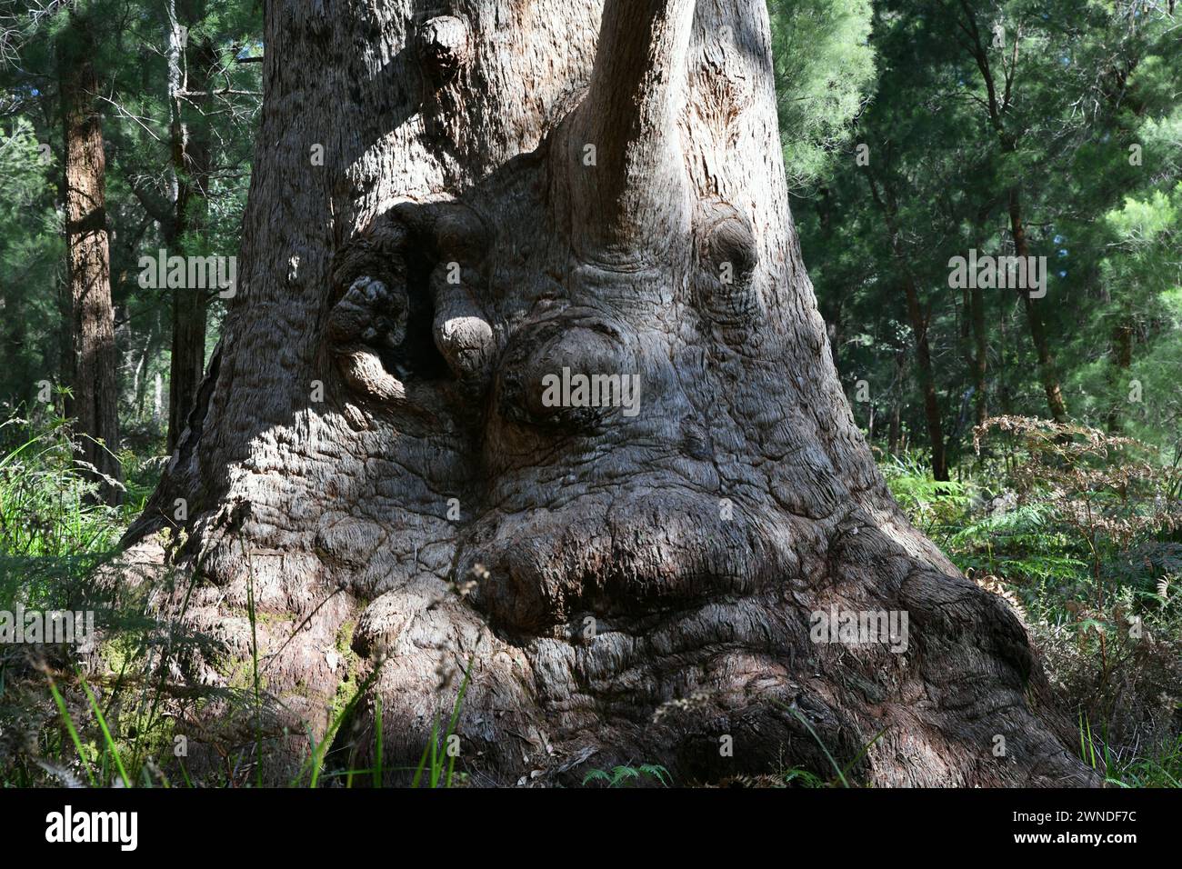 Tingle tree hi-res stock photography and images - Alamy