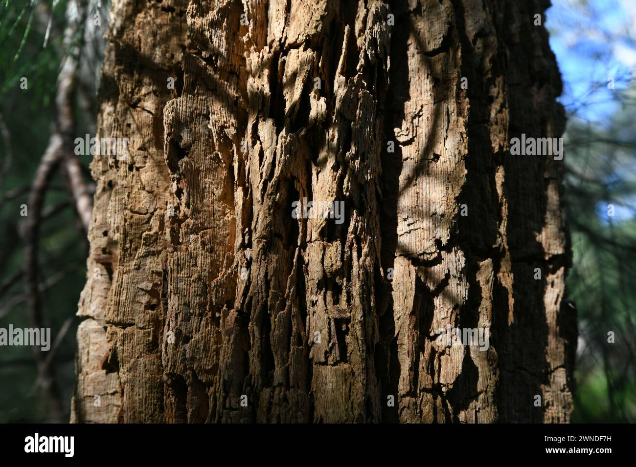 She oak point hi-res stock photography and images - Alamy
