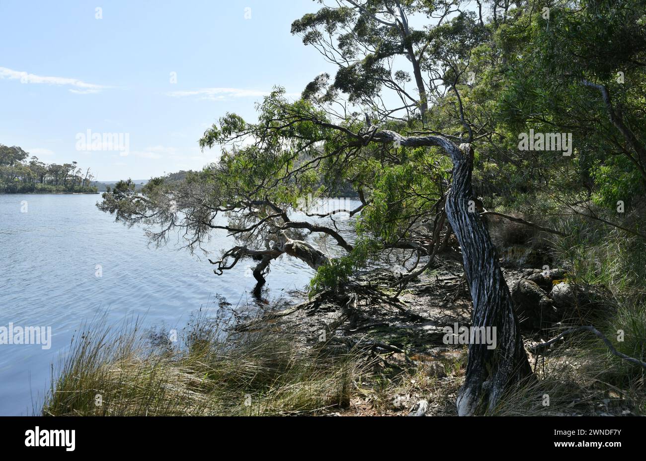 Trees along the banks of a river in Walpole and Nornalup Inlets Marine ...
