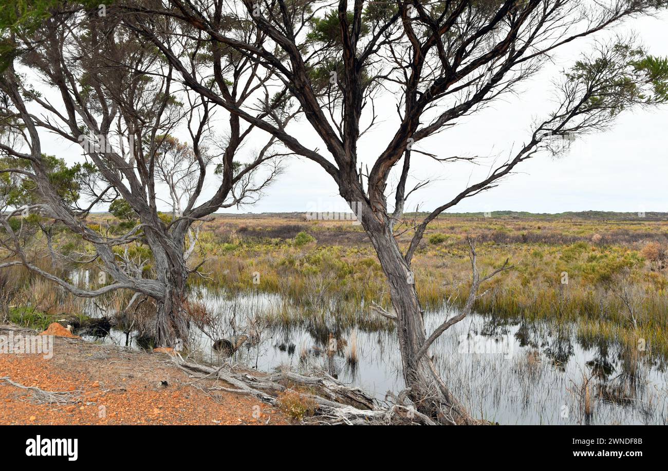 Marsh landscape with trees in D' Entrecasteaux National Park, WA Stock ...