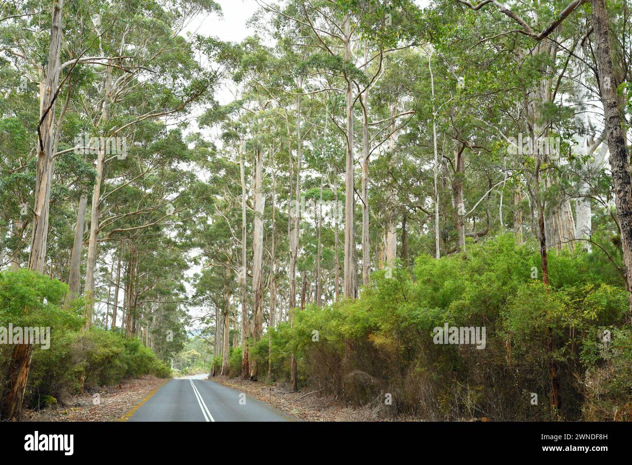 Karri forest wildlife hi-res stock photography and images - Alamy