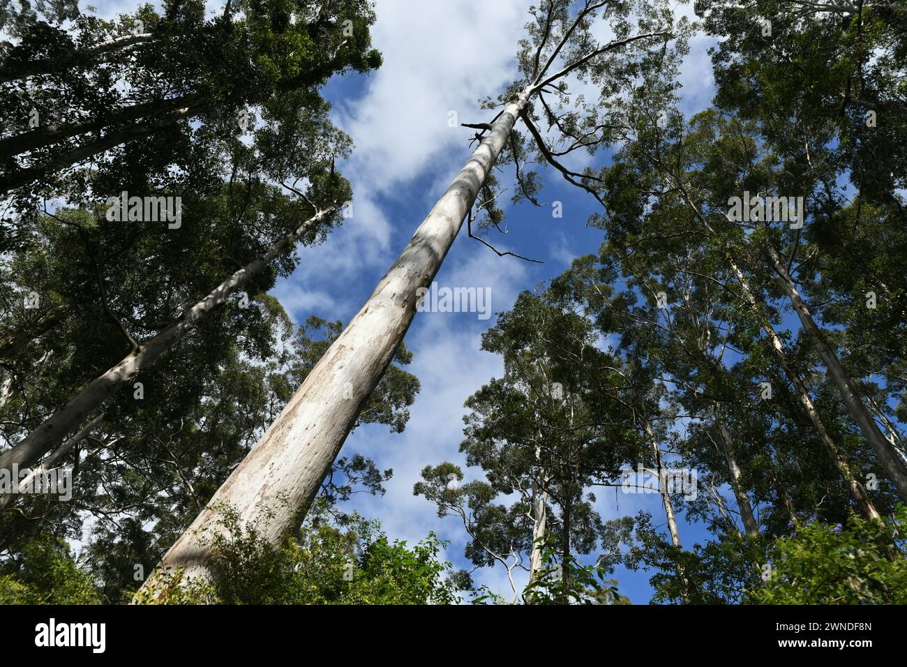 Pemberton forest park hi-res stock photography and images - Alamy