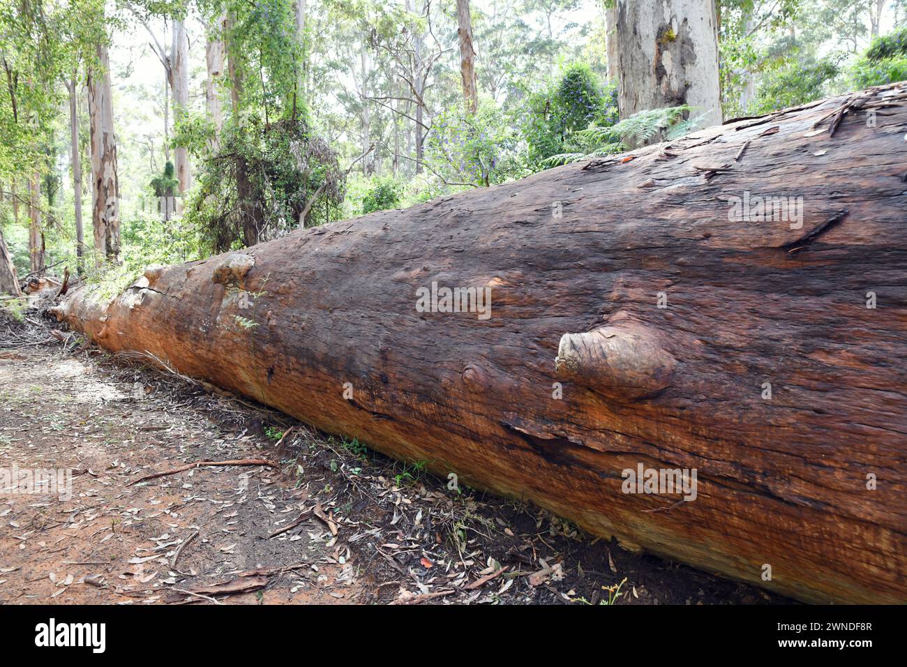 Tree trunk of a eucalyptus tree hi-res stock photography and images - Alamy