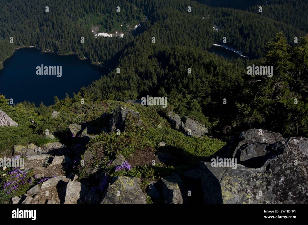 Mt Defiance and Cascade range Davidson's penstemon Penstemon davidsonii ...
