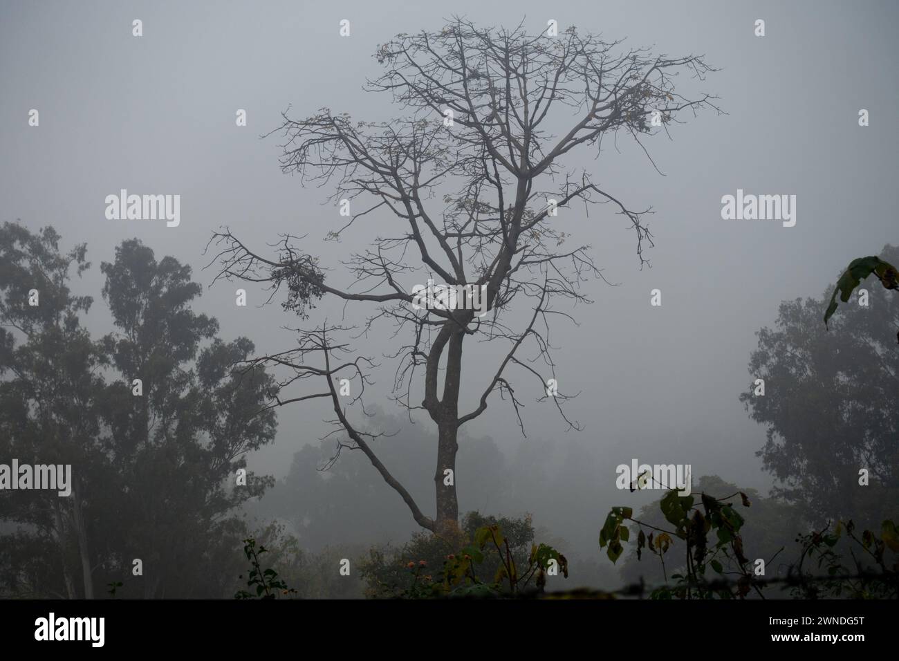 Artistic Leafless Skeleton of a Big Tree in Misty Forest, Dehradun ...
