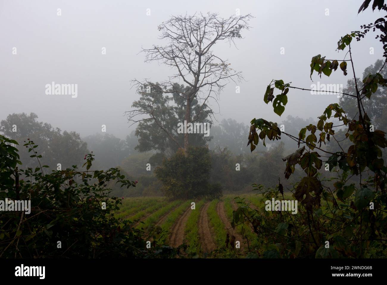 Artistic Leafless Skeleton of a Big Tree in Misty Forest, Dehradun ...