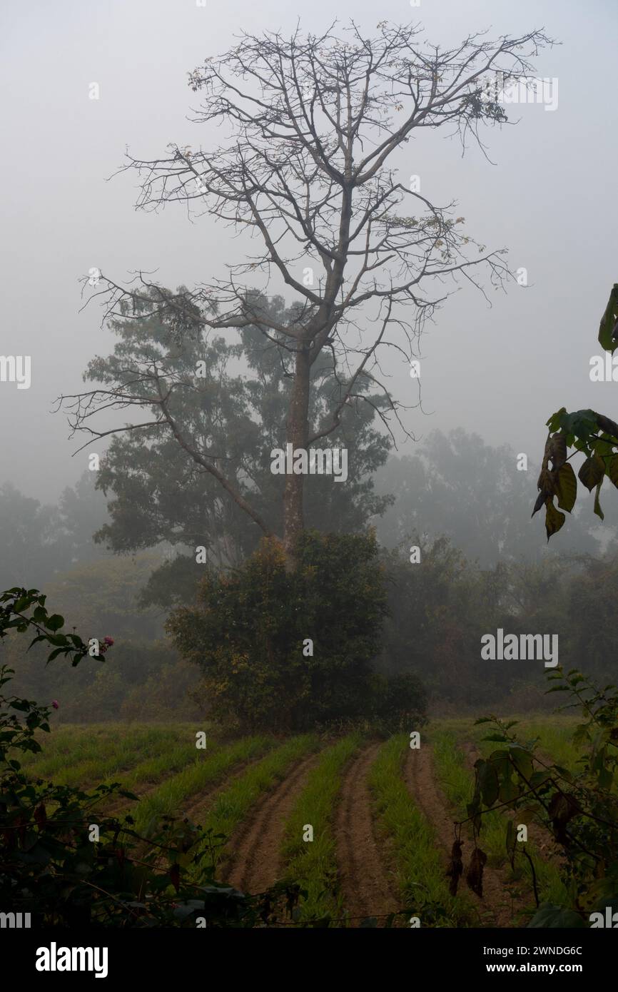 Artistic Leafless Skeleton of a Big Tree in Misty Forest, Dehradun ...