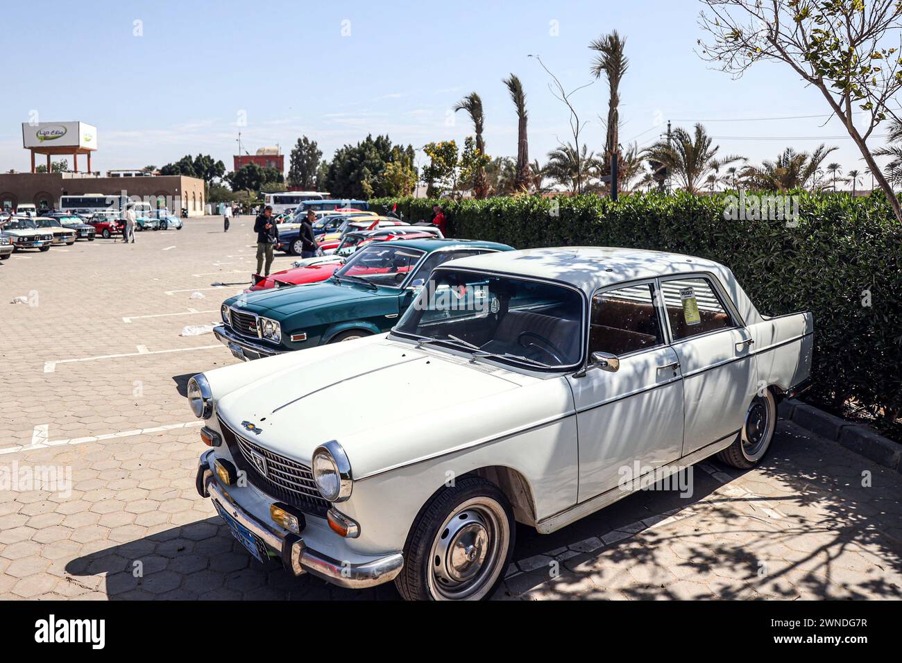 Cairo, Egypt. 1st Mar, 2024. Vintage cars are pictured during a grand ...