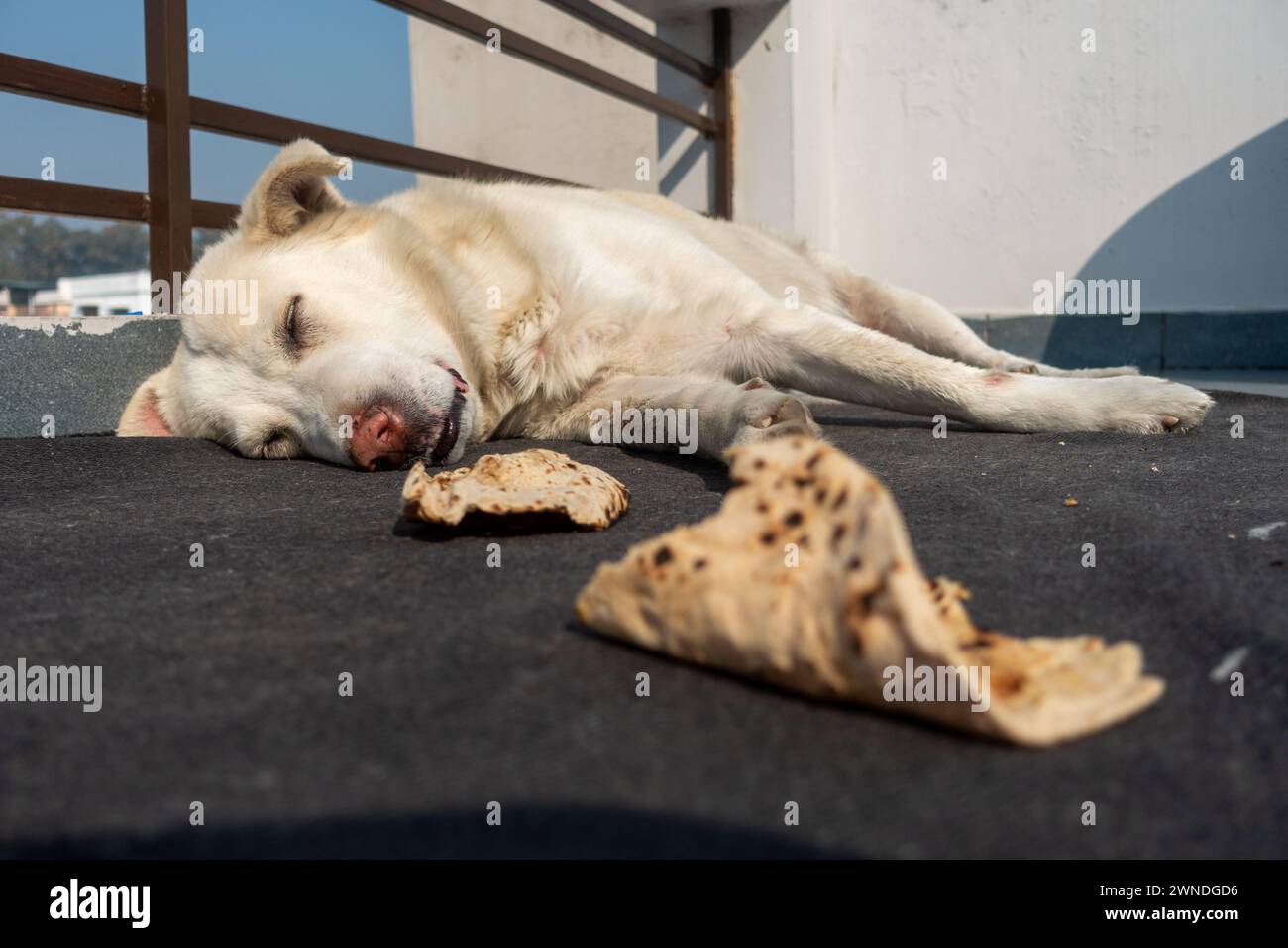 Indian bread hi-res stock photography and images - Alamy
