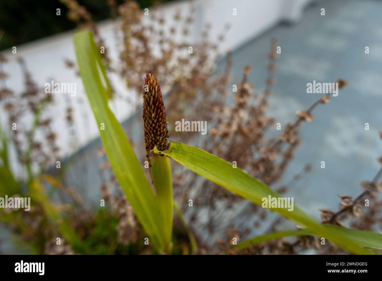 Indian food crop hi-res stock photography and images - Alamy