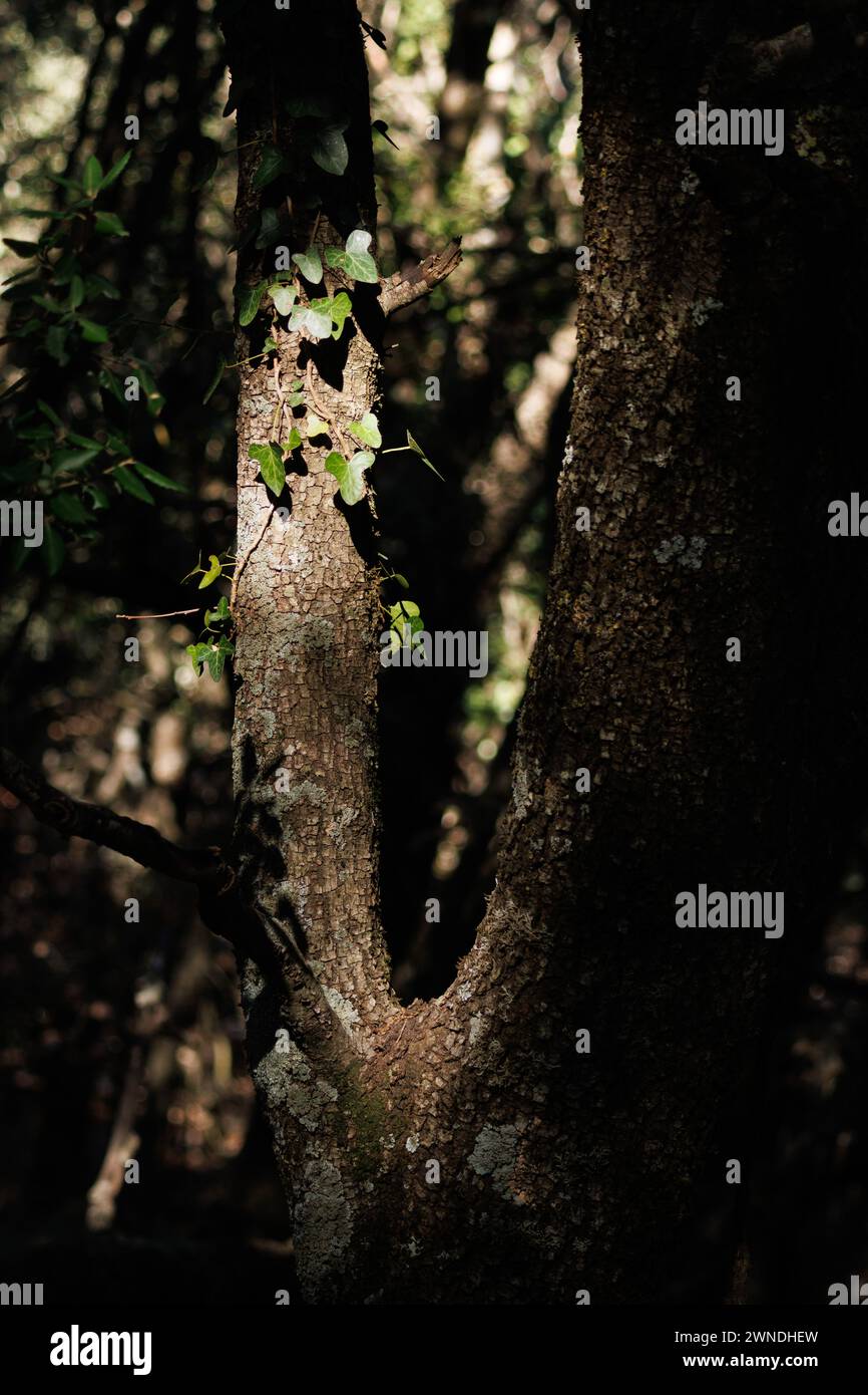 Holm oak, quercus ilex, with a sunbeam between shadows in the thickness ...