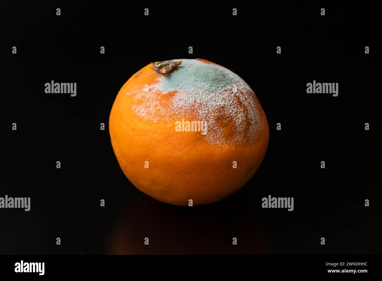 Rotten and moldy tangerine on black background Stock Photo - Alamy