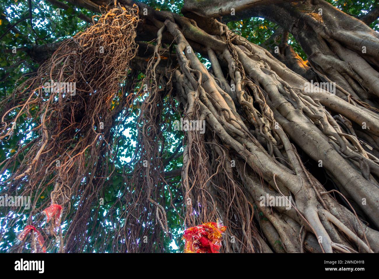 Sacred Peepal Tree: Worship Site for Hindus in Uttarakhand, India ...