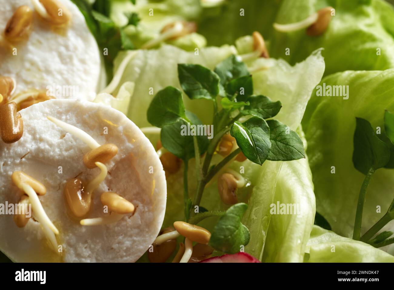 Closeup of fresh chickweed - a wild edible plant harvested in early ...