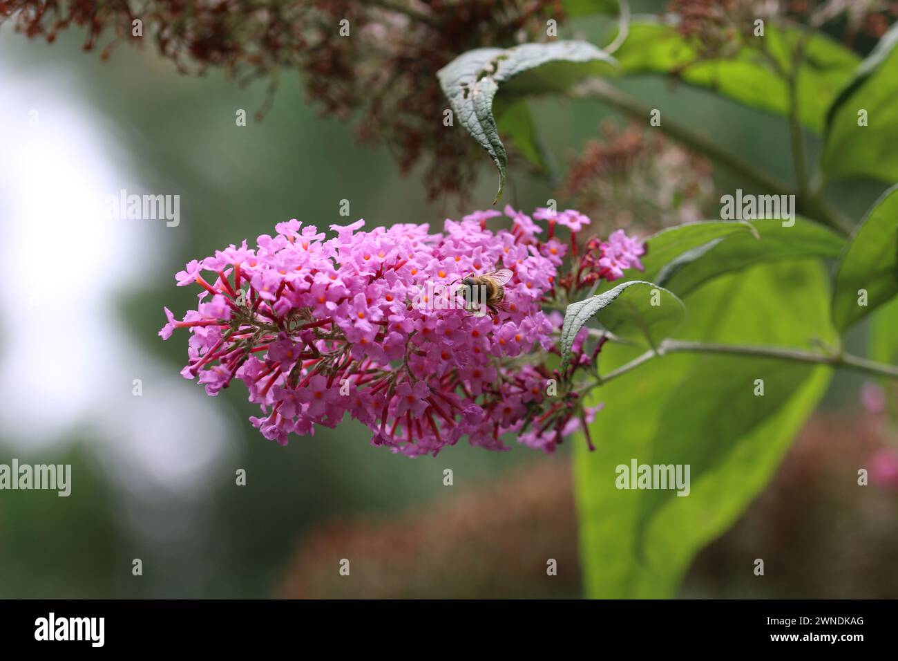 Pink butterfly bush, Buddleja of unknown species and variety, flower ...