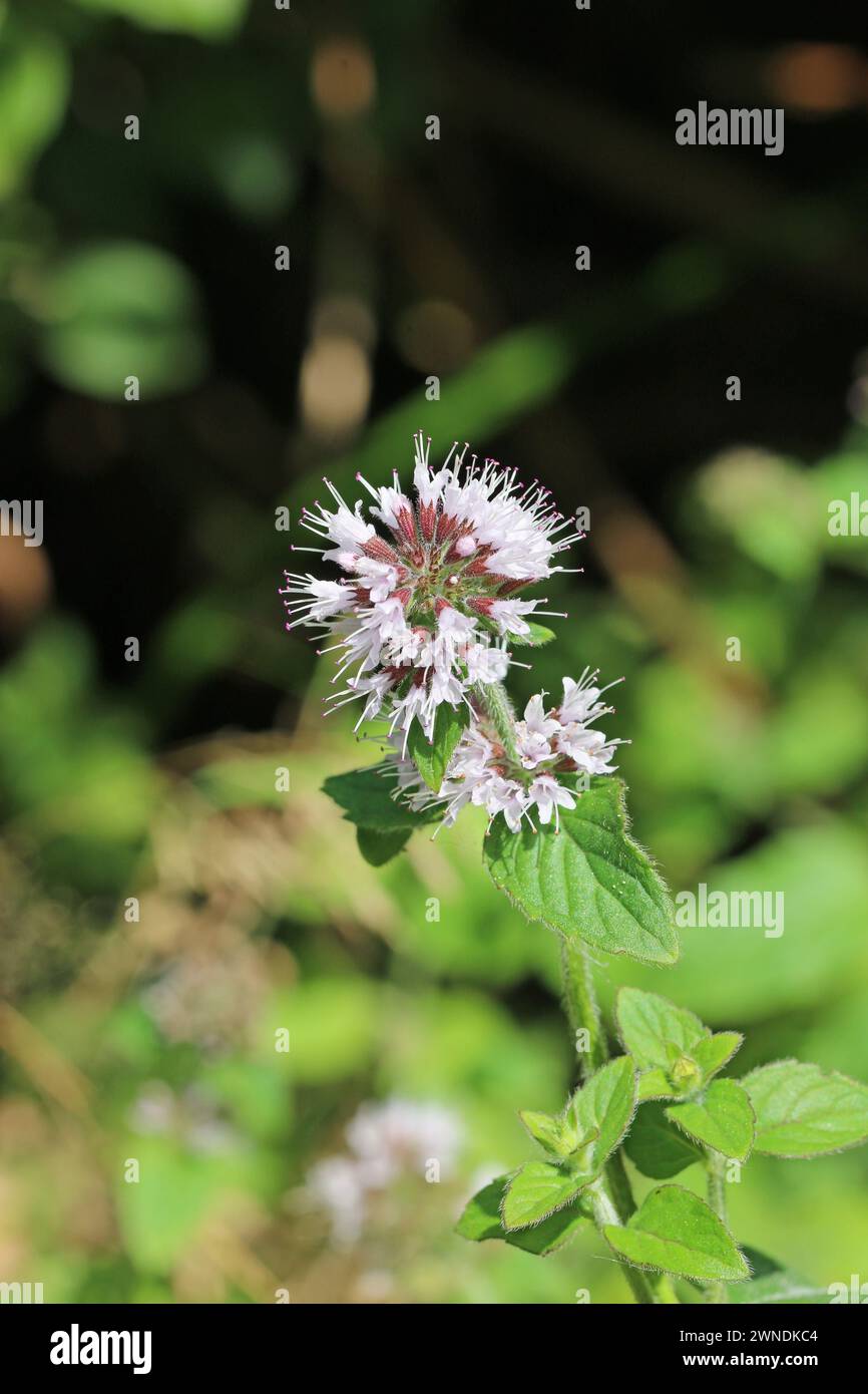 Pink mint, Mentha of unknown species, flowers growing in a pond margin ...