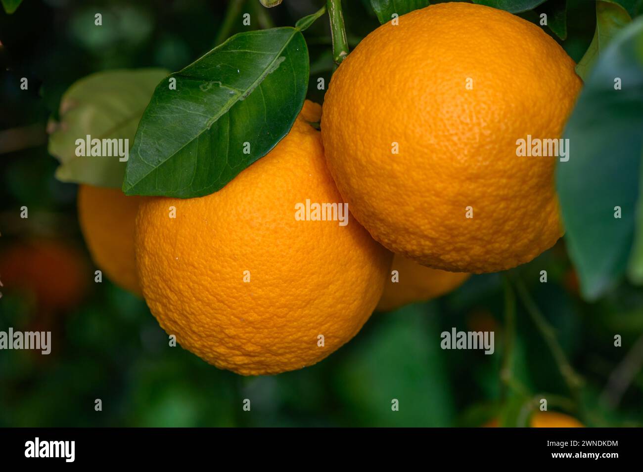 Orange garden with oranges in spring. Trees with fruits. 11 Stock Photo ...