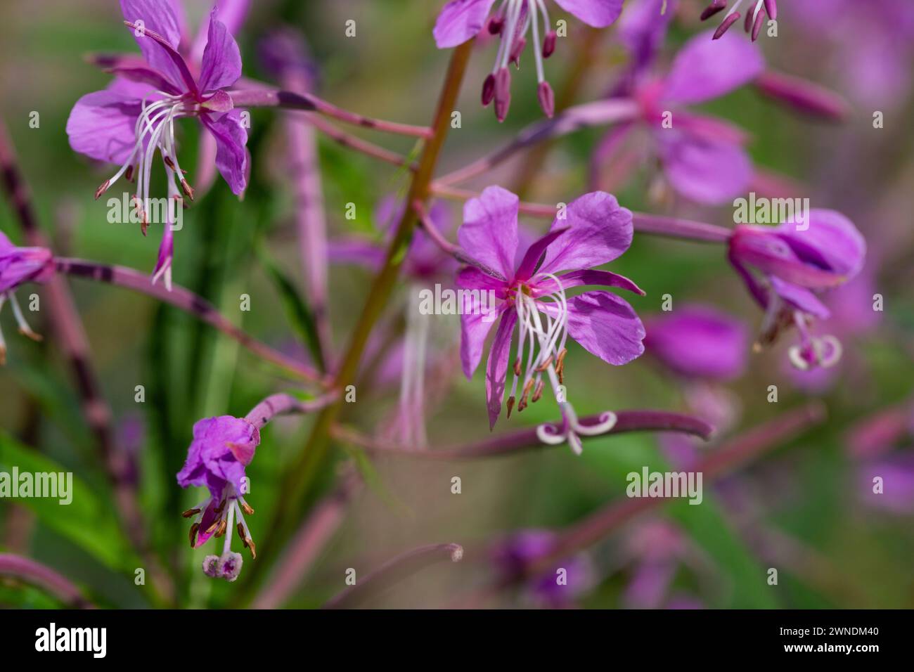 Closeup of pink flower of rosebay willowherb Chamaenerion angustifolium on light green ...