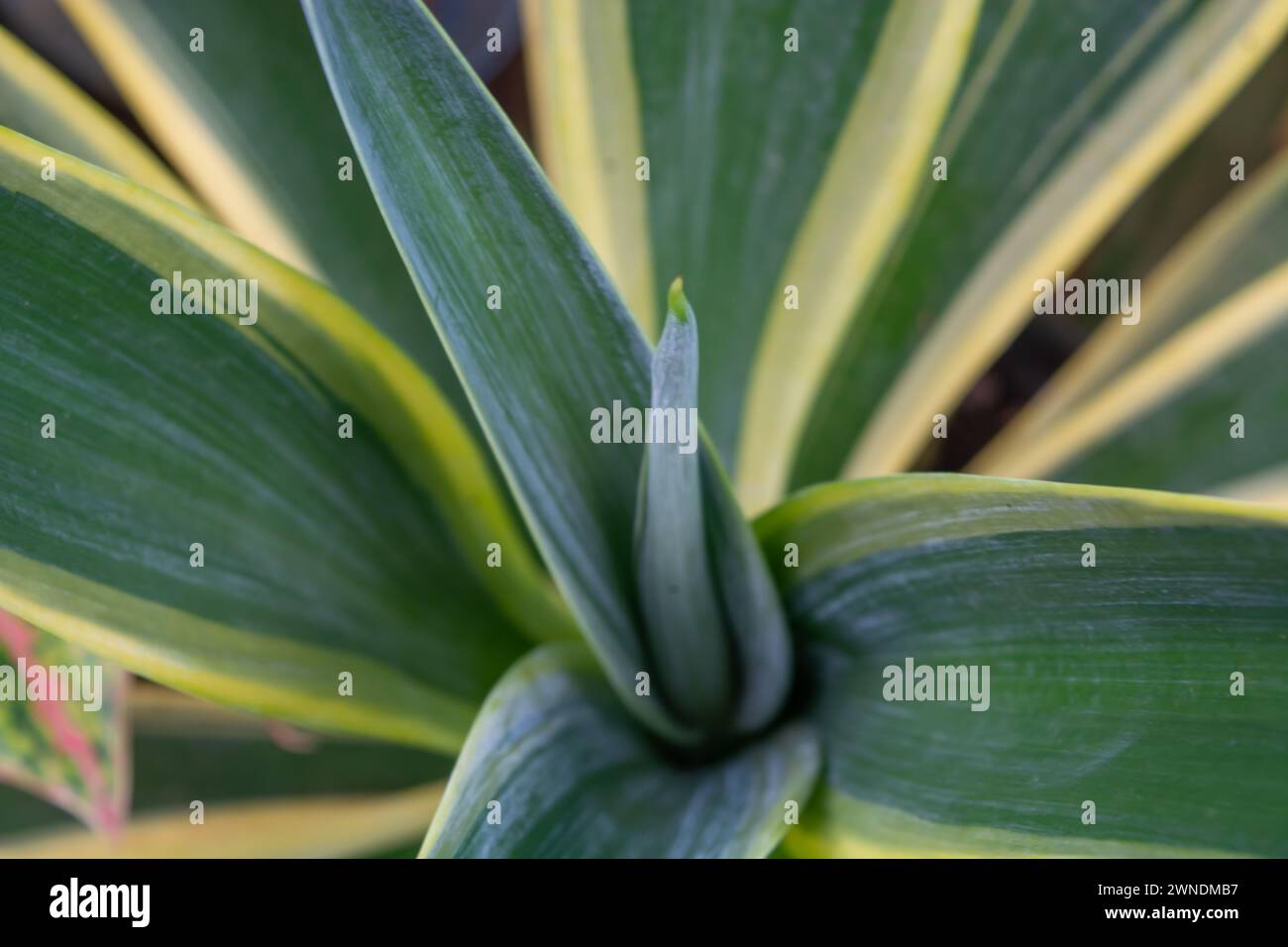 Flat lay of small plants around the house Stock Photo - Alamy