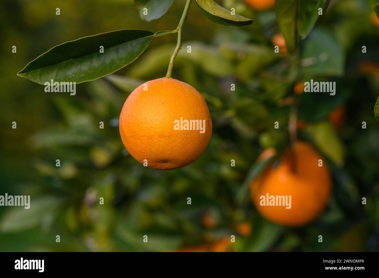 An orange tree in the Orange Orchard at the final harvest of each ...