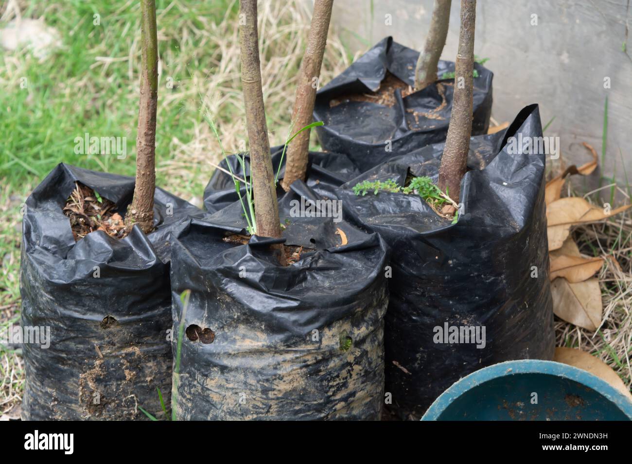 Pots made of plastic for sowing plant seeds Stock Photo - Alamy