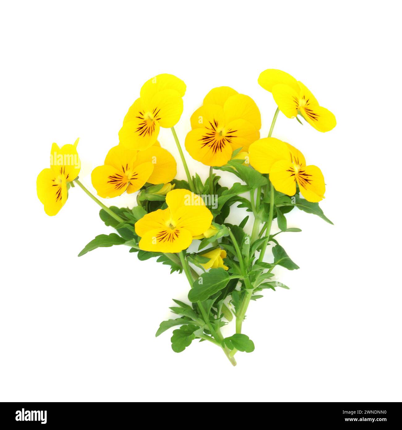 Yellow pansy viola flowers on white background. Healthy food and ...