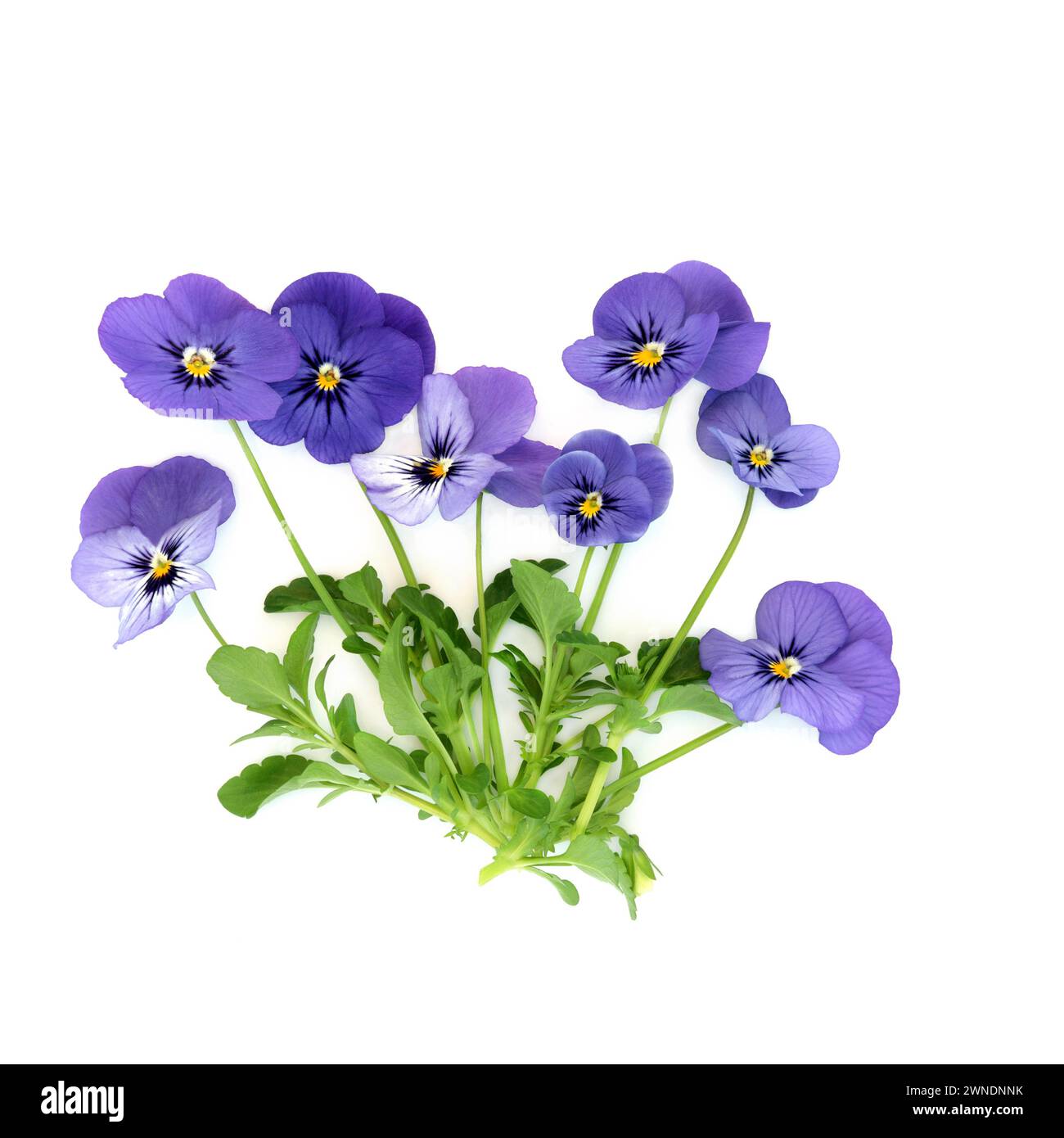 Purple pansy flower plant Endurio Blue Face variety on white background ...
