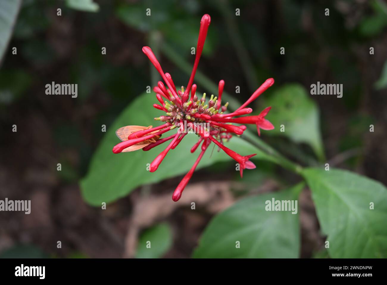 Triangular orange moth hi-res stock photography and images - Alamy