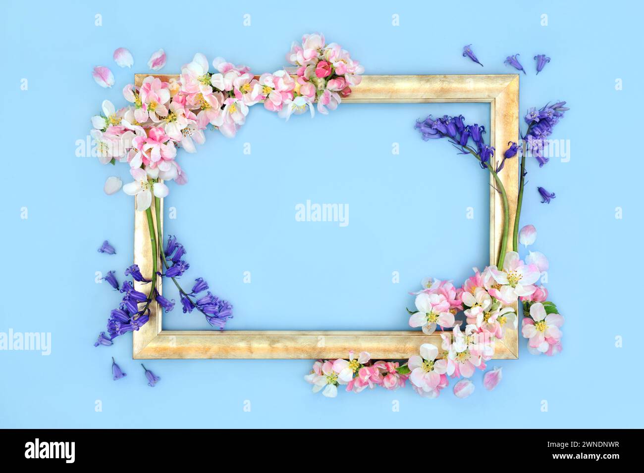 Bluebells and apple blossom flowers spring, beltane background gold ...