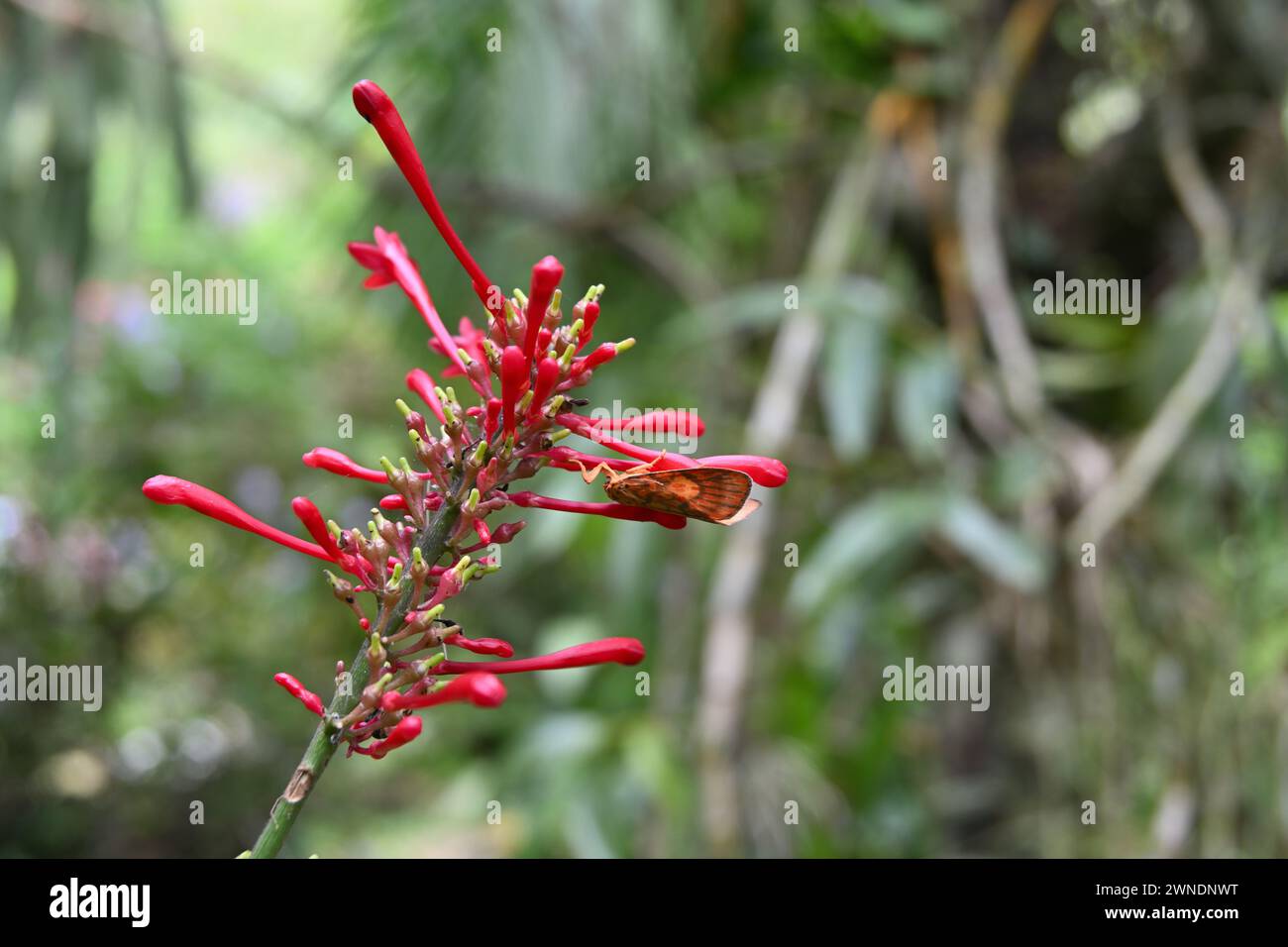 Side view of a waxy red colored funnel shaped flower cluster known as ...