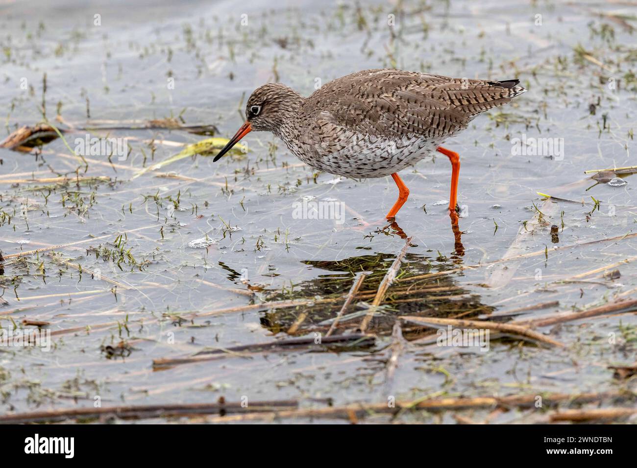 Common redshank. Tringa totanus at Summer Leys nature reserve ...
