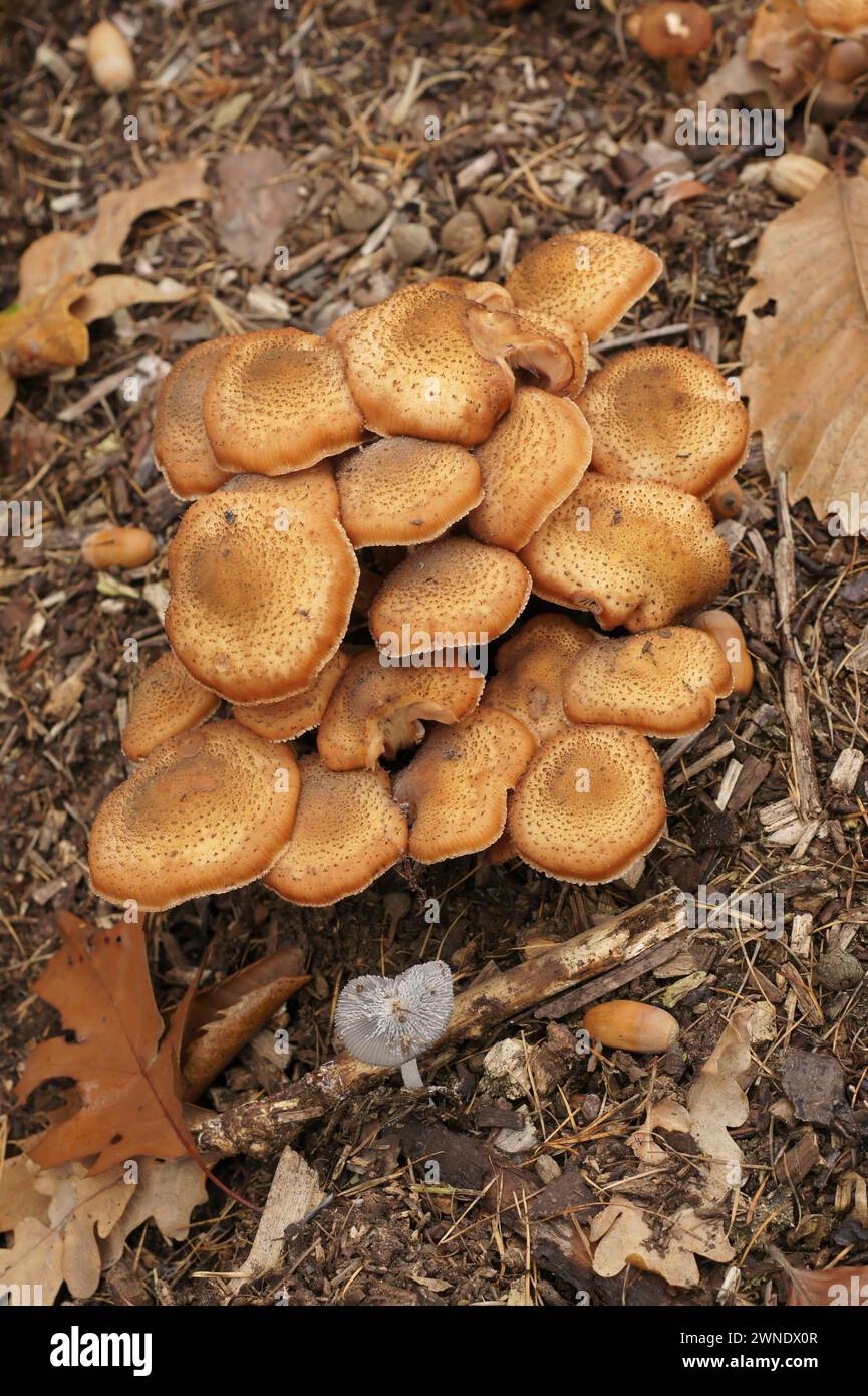 Natural vertical closeup on a brown cluser of edible honey fungus ...