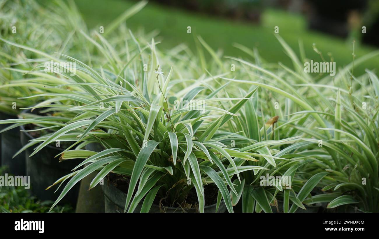 Chlorophytum comosum (spider plant, common spider plant, spider ivy ...