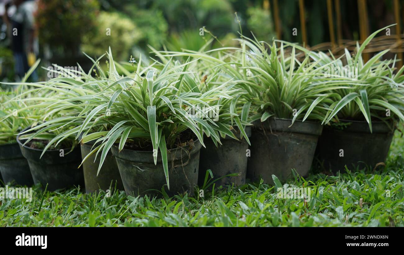Chlorophytum comosum (spider plant, common spider plant, spider ivy ...