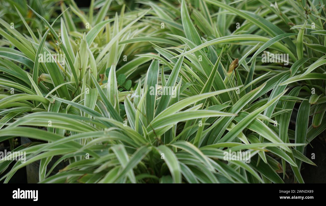 Chlorophytum comosum (spider plant, common spider plant, spider ivy ...