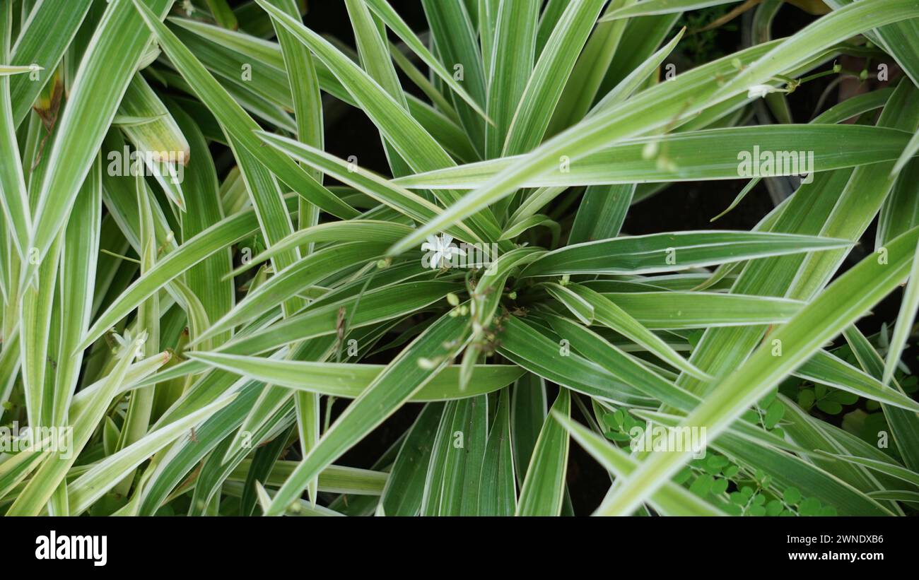 Chlorophytum comosum (spider plant, common spider plant, spider ivy ...
