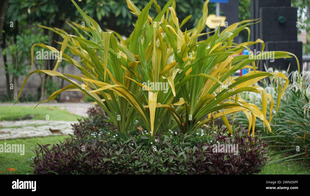 Crinum asiaticum (poison bulb, giant crinum lily). The entire plant is ...